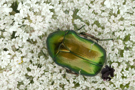 35 Cetoniidae Stock Pictures, Editorial Images and Stock Photos ...