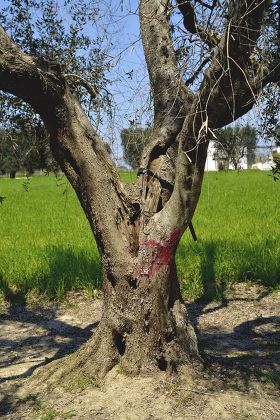 24 Infected olive trees Stock Pictures, Editorial Images and Stock ...