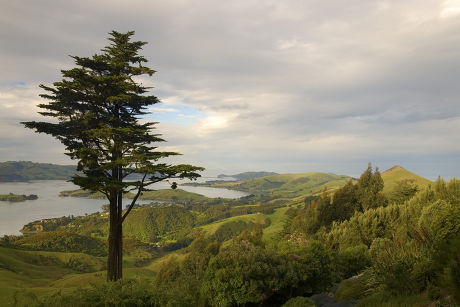 Lone Tree Green Farmland On Otago Editorial Stock Photo - Stock Image ...