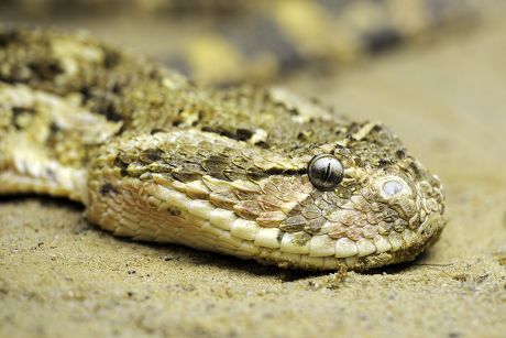 50 Bitis Stock Pictures, Editorial Images and Stock Photos | Shutterstock