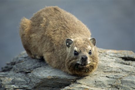 40 Dassies Stock Pictures, Editorial Images and Stock Photos | Shutterstock