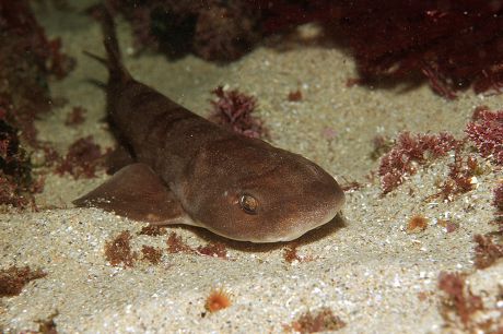 Brown Shyshark Haploblepharus Fuscus Tsitsikamma National Editorial ...