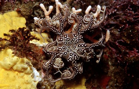 2 Astrocladus Stock Pictures, Editorial Images and Stock Photos ...
