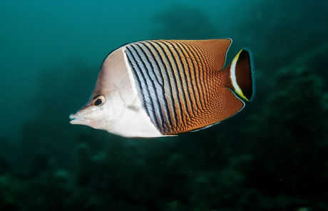 5 Triangle butterflyfish Stock Pictures, Editorial Images and Stock ...