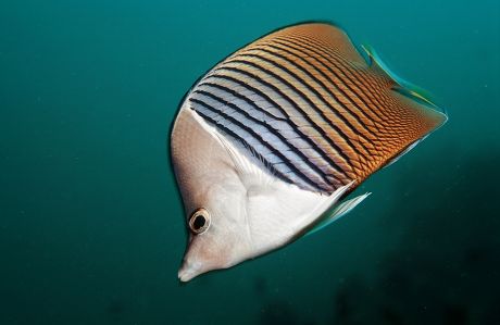 5 Triangle butterflyfish Stock Pictures, Editorial Images and Stock ...