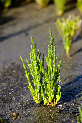 32 Pickleweed Stock Pictures, Editorial Images and Stock Photos ...