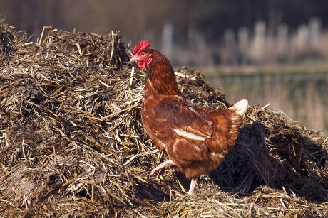 Barn Fowl On Dunghill Hen Chicken Editorial Stock Photo - Stock Image ...
