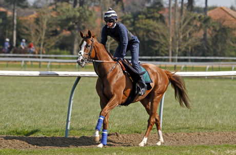 California Chrome Robbie Mills Having His Editorial Stock Photo - Stock ...