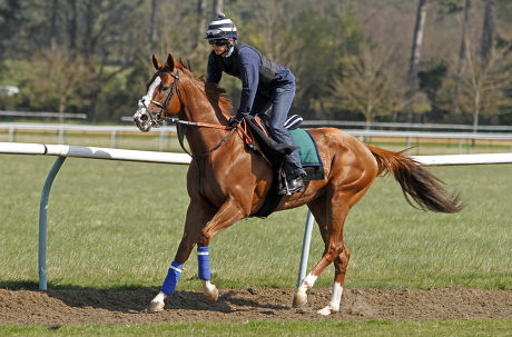 California Chrome Robbie Mills Having His Editorial Stock Photo - Stock ...