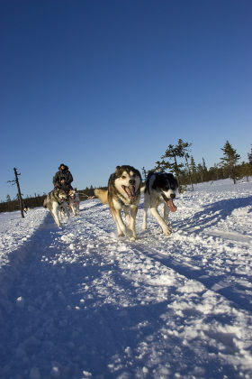86 Dogs pull sleds Stock Pictures, Editorial Images and Stock Photos ...