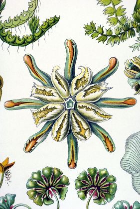 Historical Illustration Hepatics Liverworts Marchantia Polymorpha ...