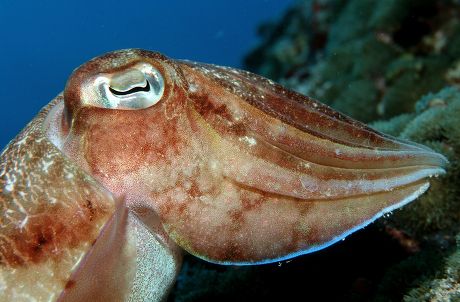Pharoah Cuttlefish Sepia Pharaonis Ari Atoll Editorial Stock Photo ...