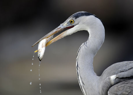 38 Eating fish eyes Stock Pictures, Editorial Images and Stock Photos ...