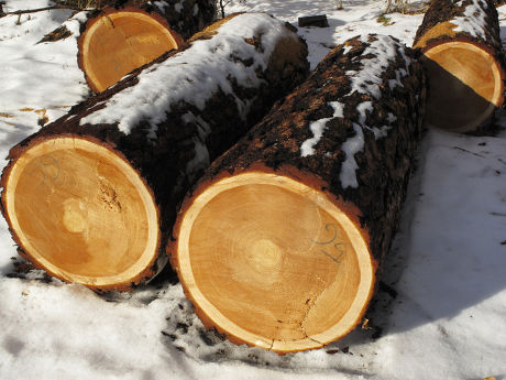 26 Trees lie down Stock Pictures, Editorial Images and Stock Photos ...