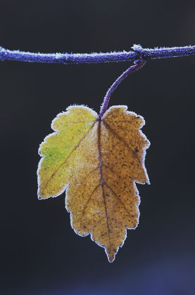 Red Maple Acer Rubrum Leaf Fall Editorial Stock Photo - Stock Image ...