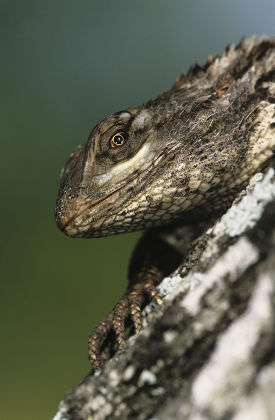 Texas Spiny Lizard Sceloperus Olivaceus Adult Editorial Stock Photo ...