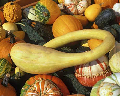 12 Cucurbitas Stock Pictures, Editorial Images and Stock Photos ...