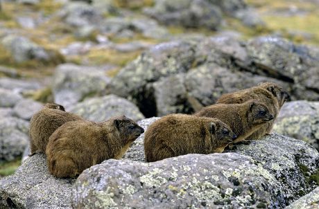 40 Dassies Stock Pictures, Editorial Images and Stock Photos | Shutterstock