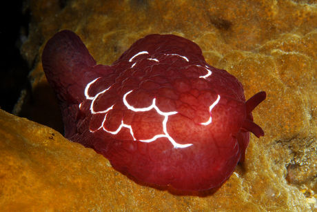 2 Mamillatus Stock Pictures, Editorial Images and Stock Photos ...