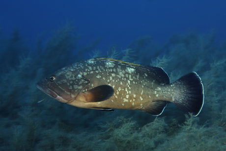 Dusky Grouper Epinephelus Marginatus Zenobia Ship Editorial Stock Photo ...
