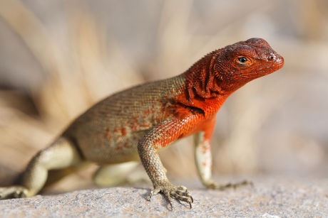 Red Lizard Microlophus Delanonis Female Lookout Editorial Stock Photo ...