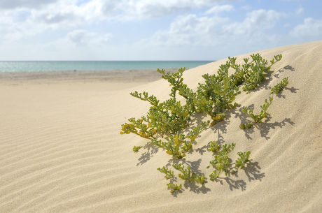 59 Boa life Stock Pictures, Editorial Images and Stock Photos ...