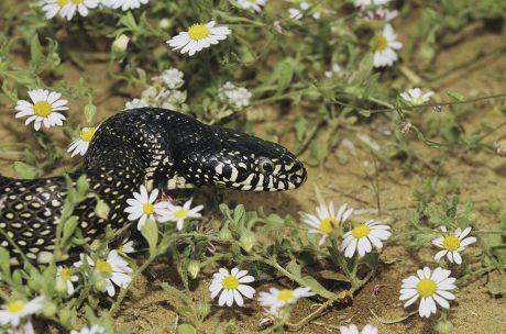 20 Kingsnake Stock Pictures, Editorial Images and Stock Photos ...
