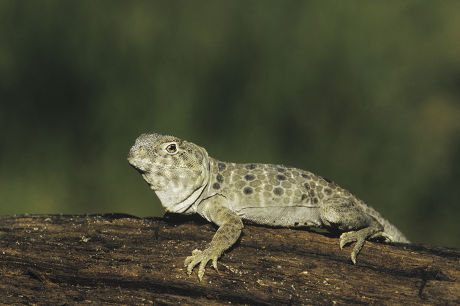 Reticulate Collared Lizard Crotaphytus Reticulatus Adult Editorial ...