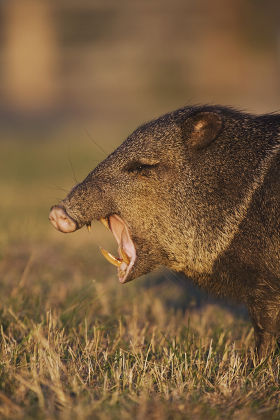Collared Peccary Javelina Tayassu Tajacu Adult Editorial Stock Photo ...