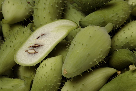 19 Cyclanthera pedata Stock Pictures, Editorial Images and Stock Photos ...