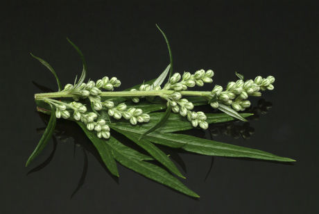 56 Artemisia vulgaris Stock Pictures, Editorial Images and Stock Photos ...