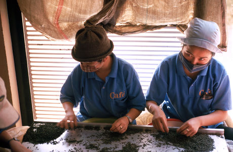 Women Working Tea Factory Wearing Breathing Editorial Stock Photo ...