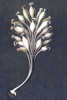 Historic Illustration Tablet 5 Title Calcispongiae Editorial Stock ...