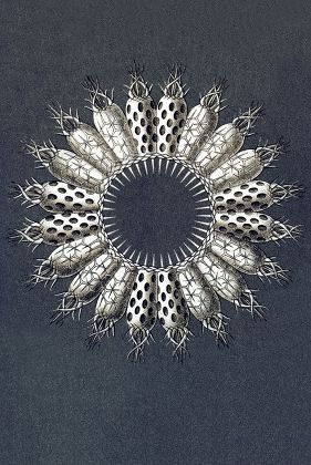 Historic Illustration Tablet 5 Title Calcispongiae Editorial Stock ...