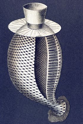 Historic Illustration Tablet 5 Title Calcispongiae Editorial Stock ...