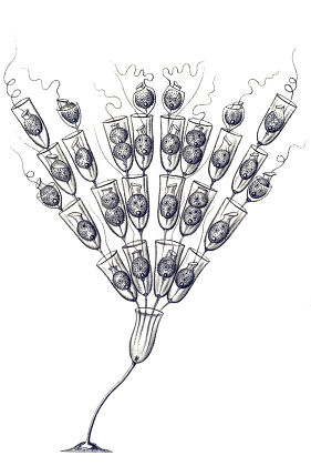 Historic Illustration Tablet 13 Flagellata Flagellates Editorial Stock ...