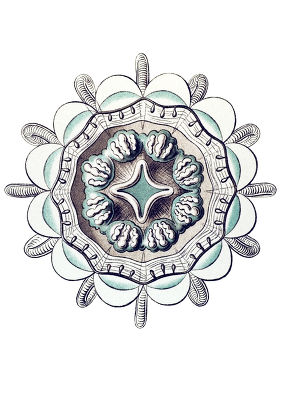 Historic Illustration Tablet 16 Title Narcomedusae Editorial Stock ...