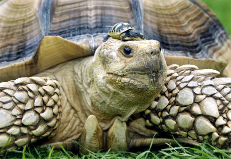 Bramble Baby Tortoise Hitching Ride On Editorial Stock Photo - Stock ...