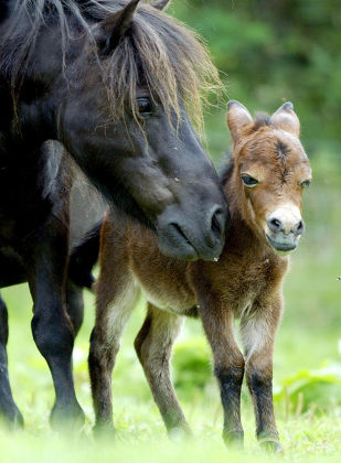 Very Rare Mini Mule Foal Mother Editorial Stock Photo - Stock Image ...