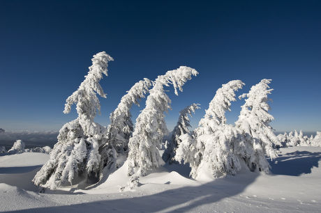 Snowcovered Spruce Trees Brocken Blocksberg Harz Editorial Stock Photo ...