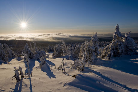 Backlit Snowcovered Spruce Trees Brocken Blocksberg Editorial Stock ...