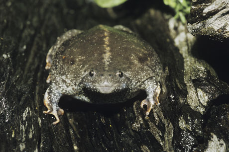 Mexican Burrowing Toad Rhinophrynus Dorsalis Adult Editorial Stock ...