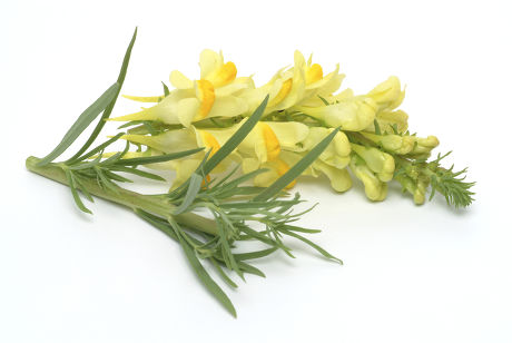 Common Toadflax Linaria Vulgaris Medicinal Plant Editorial Stock Photo ...