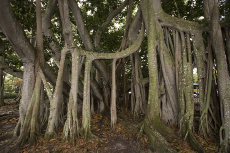 Banyan Tree Ficus Benghalenis Edison Ford Editorial Stock Photo - Stock ...