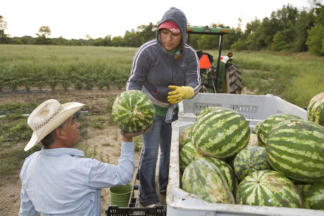 9 Mexican american farm laborers Stock Pictures, Editorial Images and ...