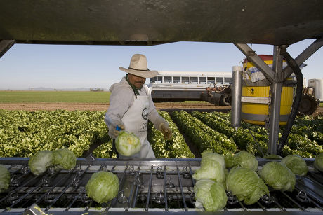 9 Mexican american farm laborers Stock Pictures, Editorial Images and ...