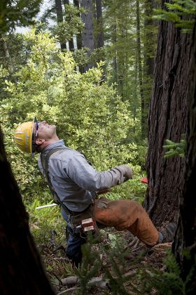 Worker Logging Redwoods Fort Bragg Northern Editorial Stock Photo ...