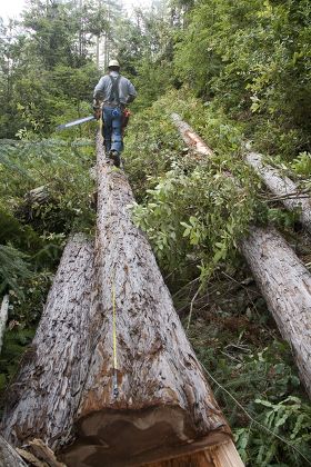 Worker Logging Redwoods Fort Bragg Northern Editorial Stock Photo ...