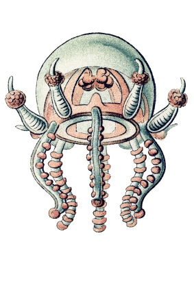 Historic Illustration Jellyfish Trachymedusae Larva Tablet Editorial ...