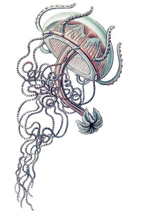 Historic Illustration Jellyfish Trachymedusae Swimming Medusa Editorial ...